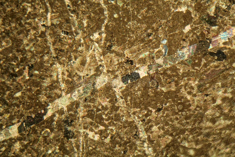 Thin Section of Limestone Under the Microscope Stock Photo - Image of ...