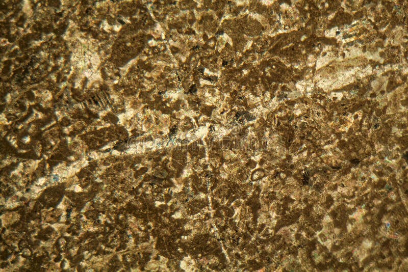 Thin Section of Limestone Under the Microscope Stock Photo - Image of ...