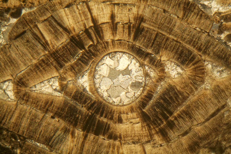 Thin Section of Nummulite Limestone Under the Microscope Stock Image ...