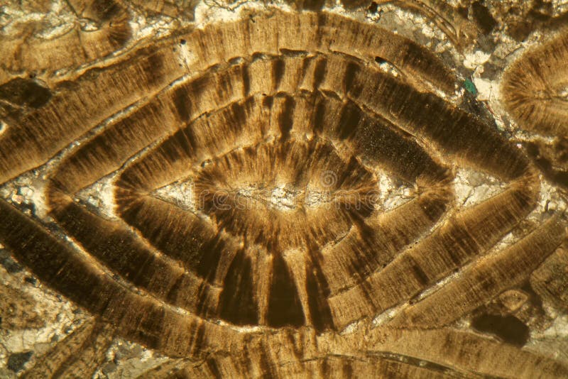 Thin Section of Nummulite Limestone Under the Microscope Stock Photo ...