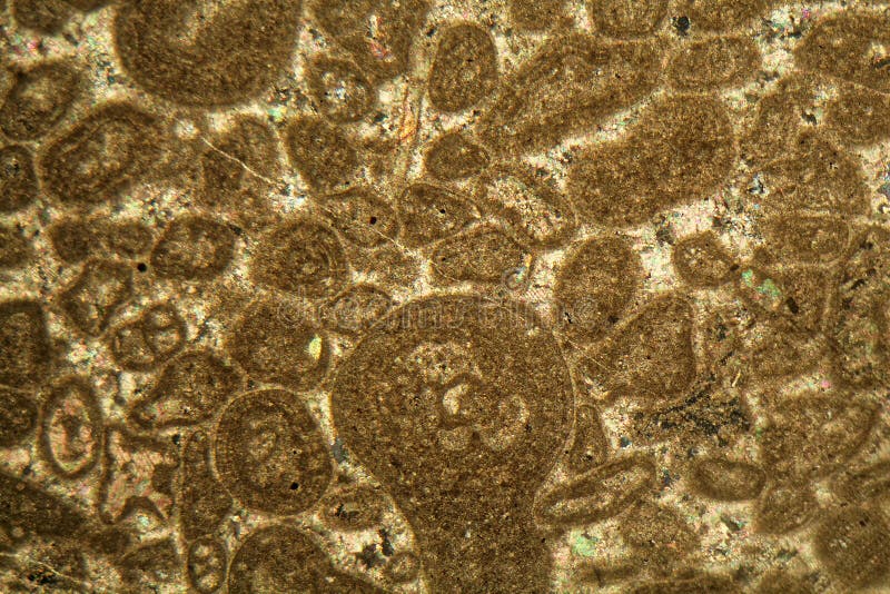 Thin Section of Paleozoic Limestone Under the Microscope Stock Photo ...