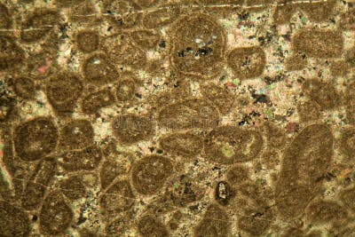 Thin Section of Paleozoic Limestone Under the Microscope Stock Image ...