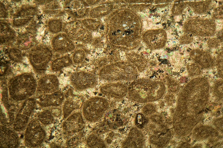 Thin Section of Paleozoic Limestone Under the Microscope Stock Image ...
