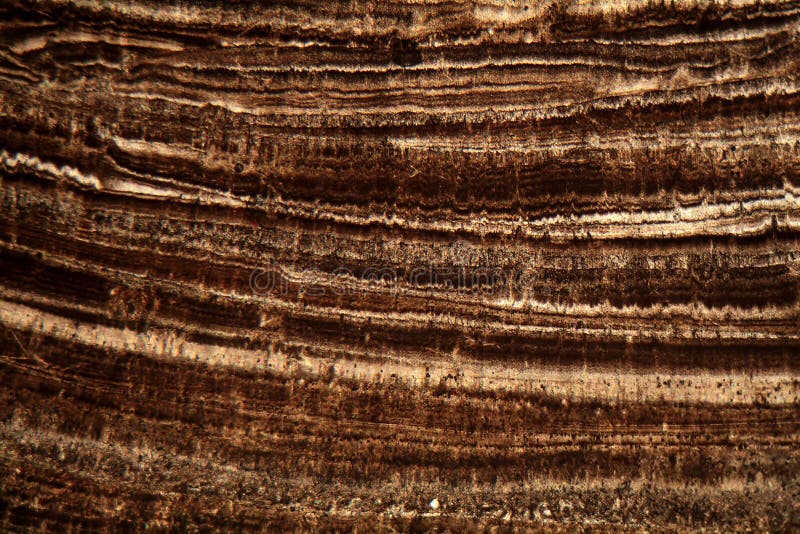 Thin Section of a Stalagmite Stock Photo - Image of microscope, carst ...