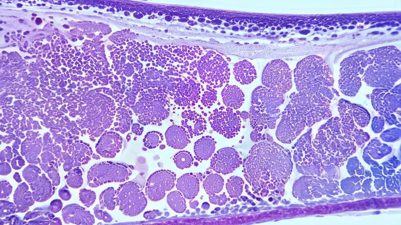 A Thin Section Of Thyroid Gland Tissue Is Viewed Under A Brightfield Microscope Stock Video