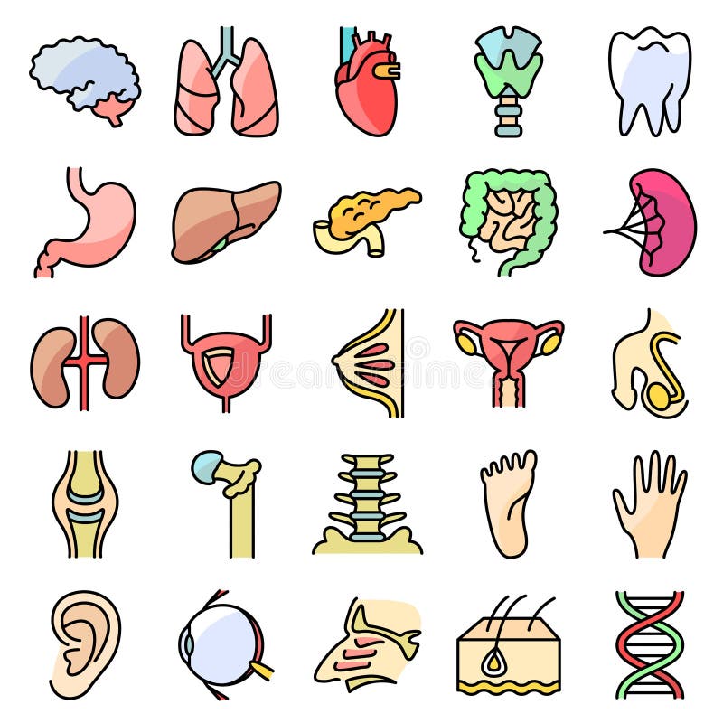 Thin Simply Icons Set with Human Organs Stock Vector - Illustration of ...