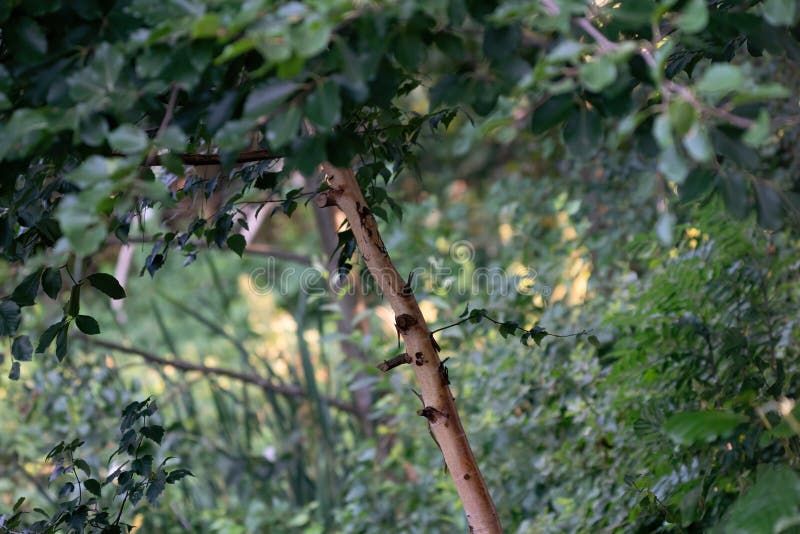 A Thin Sloping Tree Trunk with Leaves, Natural Background of Branches ...