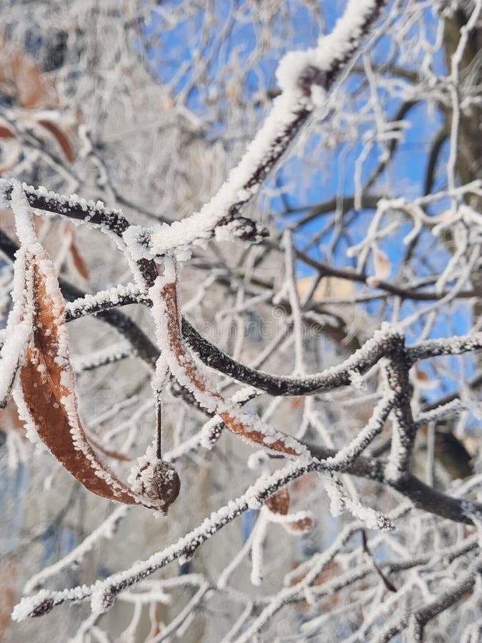 Branches in frost stock image. Image of freezing, plant - 285336959
