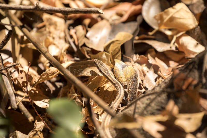 Thin Snake, Mimophis Mahfalensis,reservations Tsingy, Beautiful Snake ...