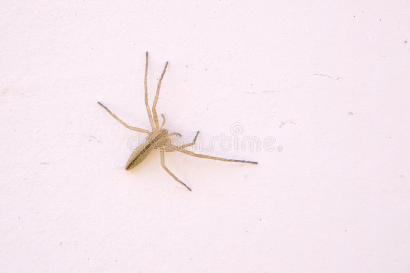 Thin spider stock image. Image of thin, animals, wild - 280565099