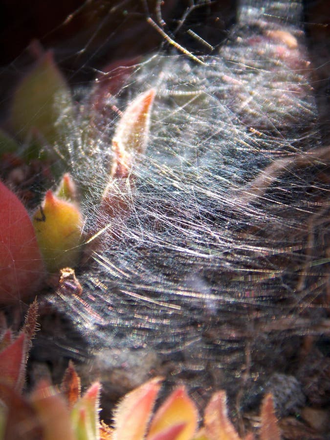 Thin Spider Web Lit Up by the Sun Stock Photo - Image of light ...