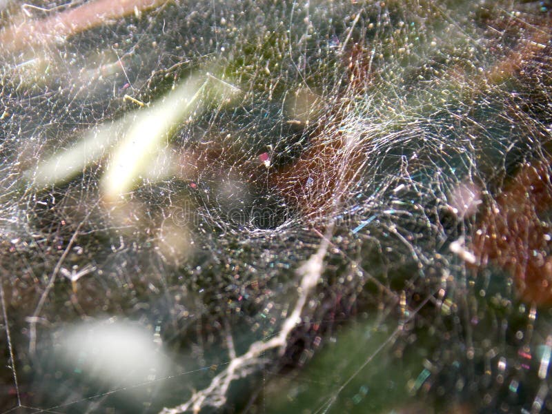 Thin Spider Web Lit Up by the Sun Stock Image - Image of thin, color ...