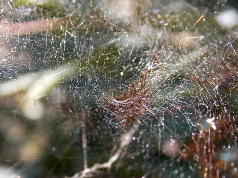 Thin Spider Web Lit Up by the Sun Stock Photo - Image of macro, nature ...