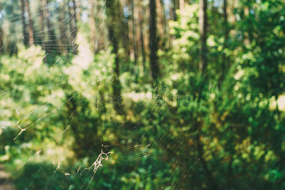 Thin Spiderweb in the Forest, Sunny Forest Stock Photo - Image of ...