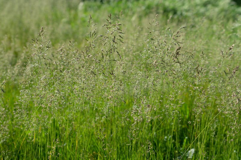Stalks of Grass on the Nature Stock Photo - Image of sunlit, stem ...