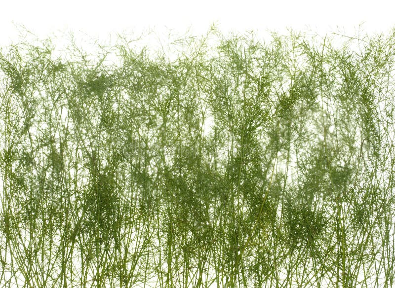 Thin Stems of Green Grass Isolated on White Background. Stock Photo ...