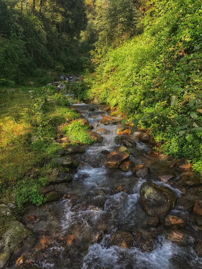 Jungle stream stock photo. Image of sapful, nature, france - 36163142
