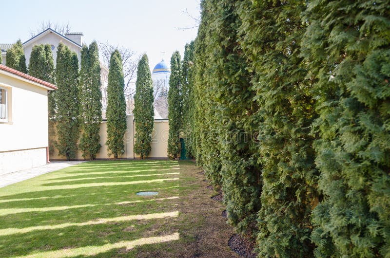 Thin tall poplar trees stock image. Image of cloud, freedom - 145461675