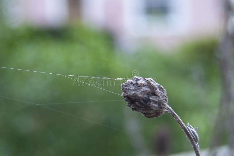 A Thin Thread of a Spiders Web in a Garden Stock Image - Image of ...