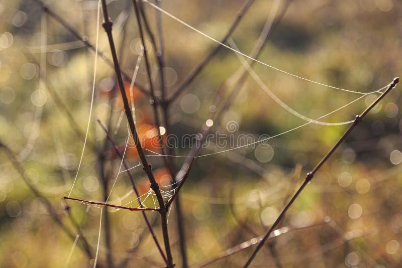 Thin Threads of Web on Tree Branches Close-up at Autumn Stock Image ...