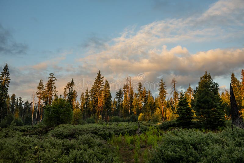 Thin Trail Passes through the Overgrown Meadow and Forest Edge Stock ...