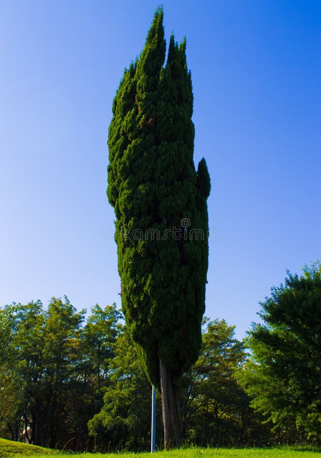The thin tree stock image. Image of tree, rest, forest - 100578787
