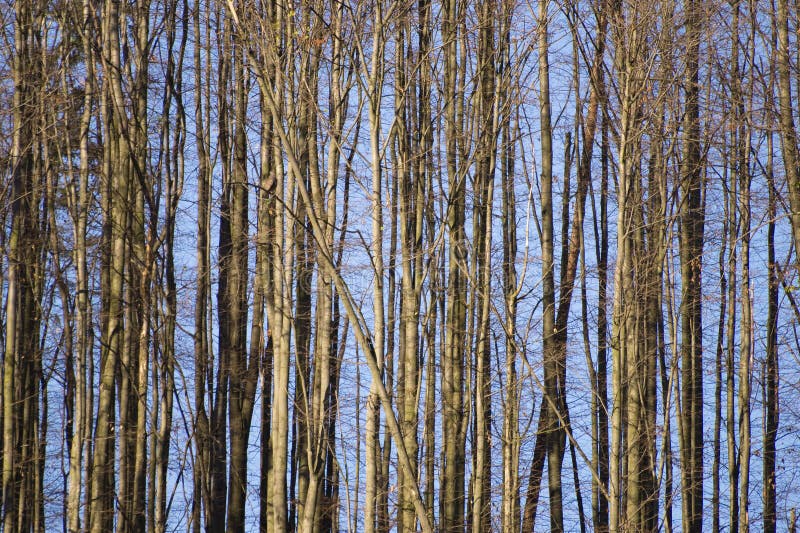 Thin tree forest texture stock image. Image of nature - 129307281
