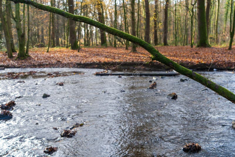 Thin Tree Growing Sideways Near a River Flowing through the Forest ...