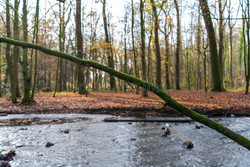 Thin Tree Growing Sideways Near a River Flowing through the Forest ...