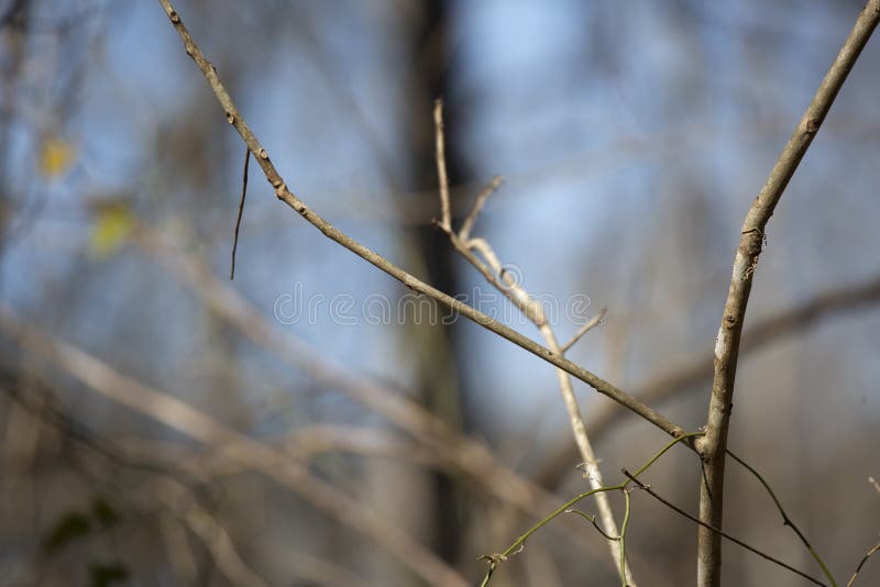 Thin, Tree Limbs stock photo. Image of deciduous, bald - 213897202