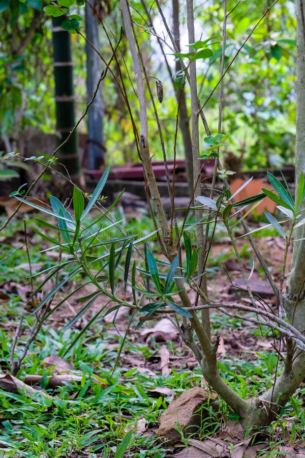 Thin Tree with Long Leaves in the Garden Stock Image - Image of flora ...