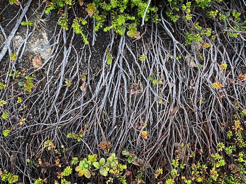 Thin Tree Roots Hang Vertically among the Greenery Stock Image - Image ...