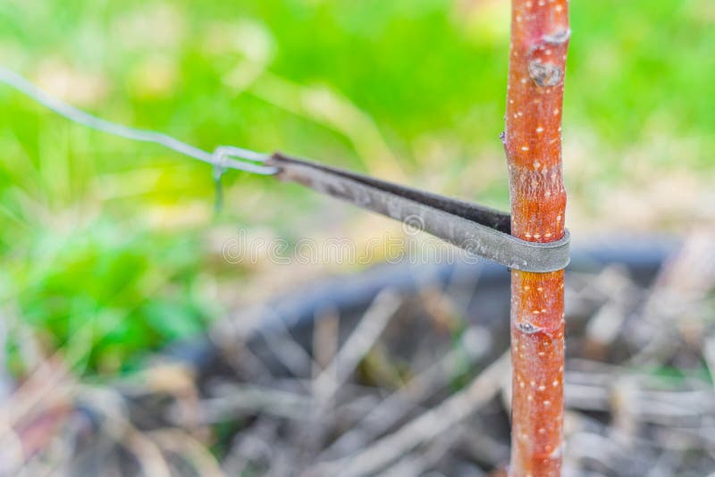 Thin Tree Sapling Tied Up Close-up Stock Image - Image of thread ...