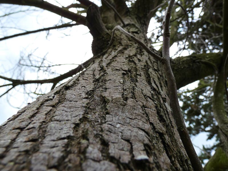 Thin Tree Stem Seen from Close Stock Photo - Image of cows, dark: 214348870