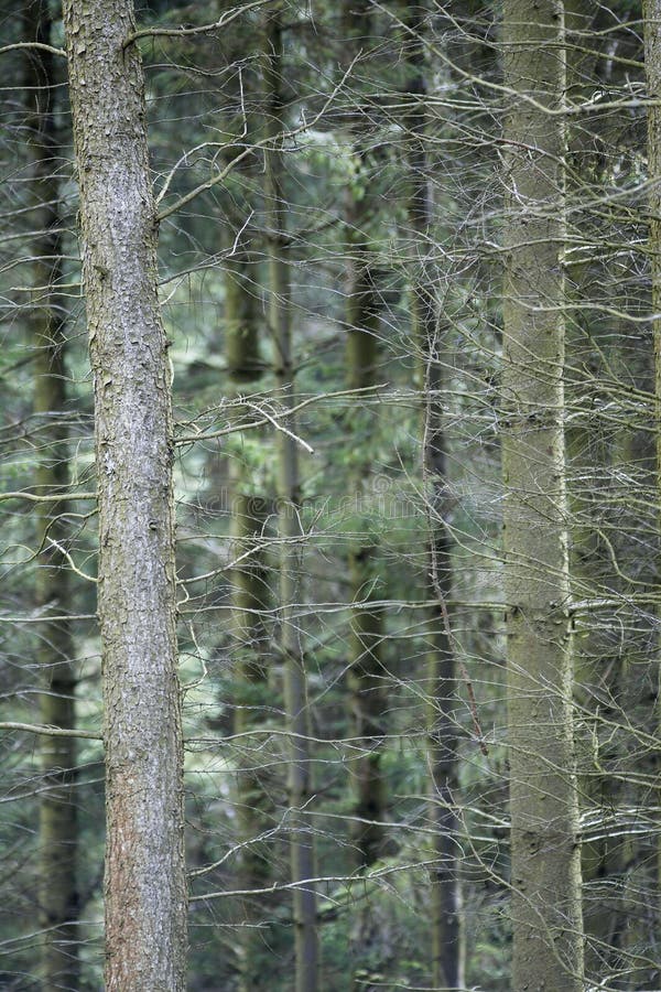 Thin tree trunks stock photo. Image of wood, thin, landscape - 129504720
