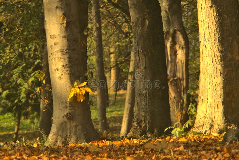 Tree Trunks in a Forest with Golden Crunchy Autumn Leaves on the Ground ...