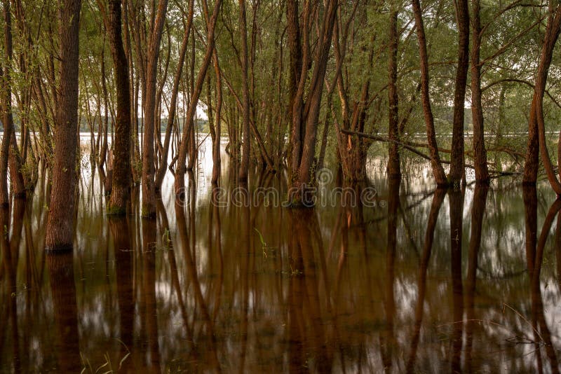 Thin Tree Trunks are Reflected in the Water Stock Image - Image of ...