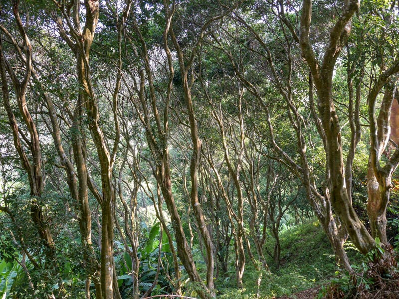 Sloping mountain forest stock image. Image of vegetation - 272298495