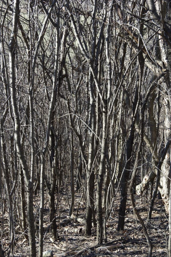Thin trees stock image. Image of forest, wood, brunches - 152267579