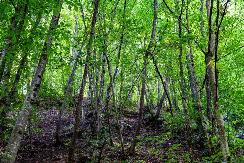 Thin Trunks of Tall Trees Captured in a Dense Forest in Daylight Stock ...