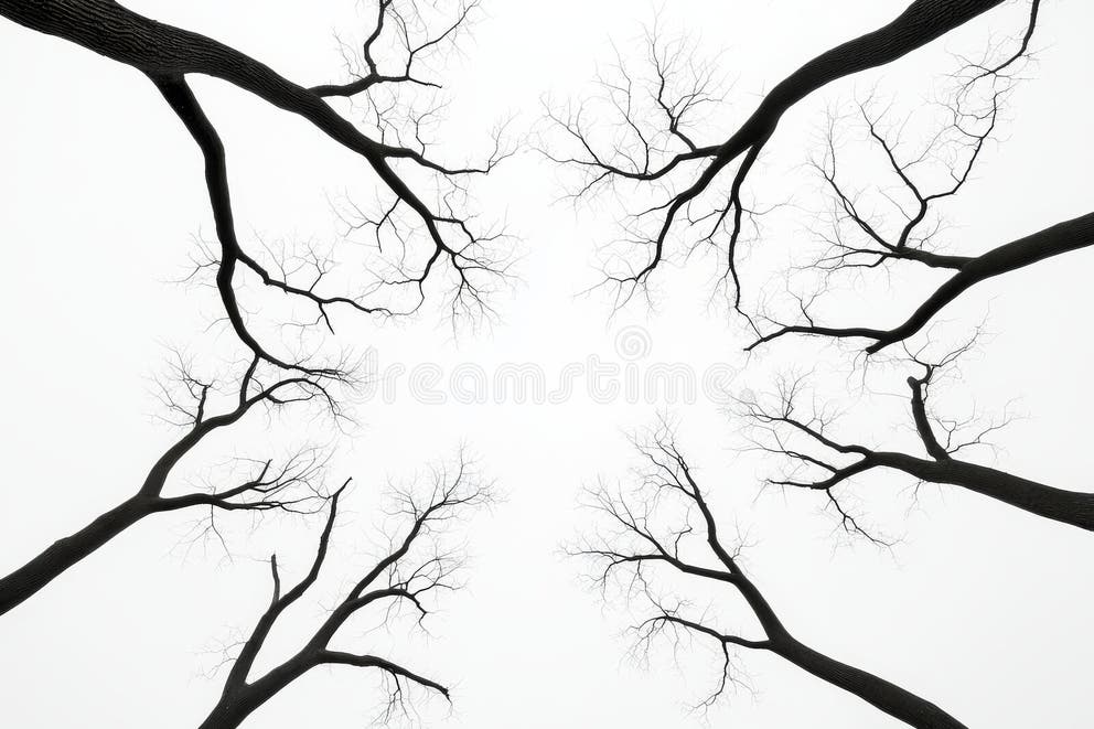 Thin, Twisted Tree Branches Create a Tangled Structure that Resembles a ...