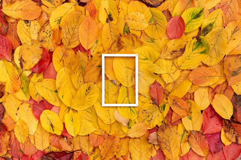 Thin White Rectangular Hollow Frame on Yellow Autumn Leaves Stock Photo ...