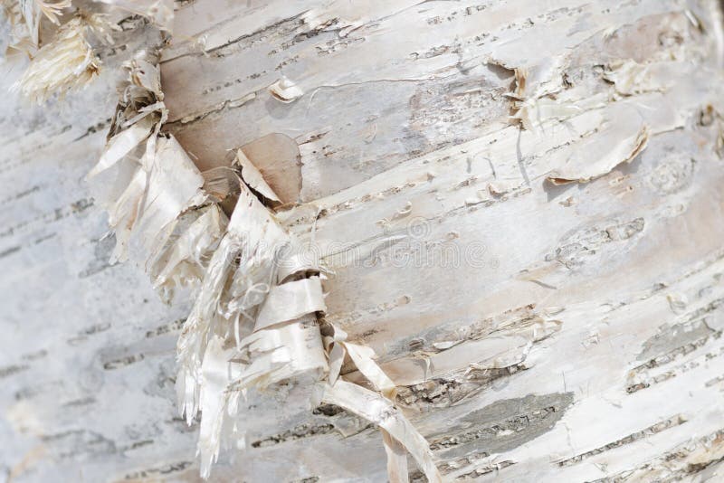 Peeling White Birch Tree Natural Bark Textured Abstract Background ...