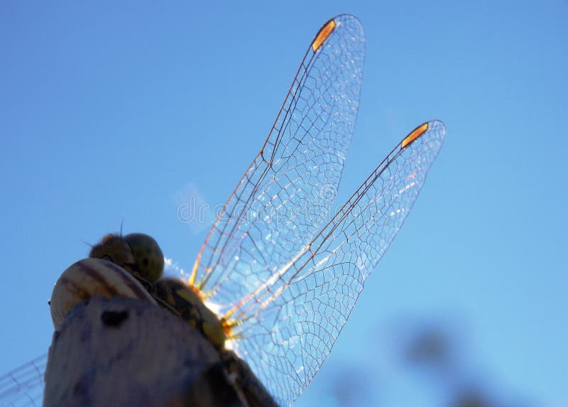 Wings of a dragonfly stock image. Image of thin, dragonfly - 126652793