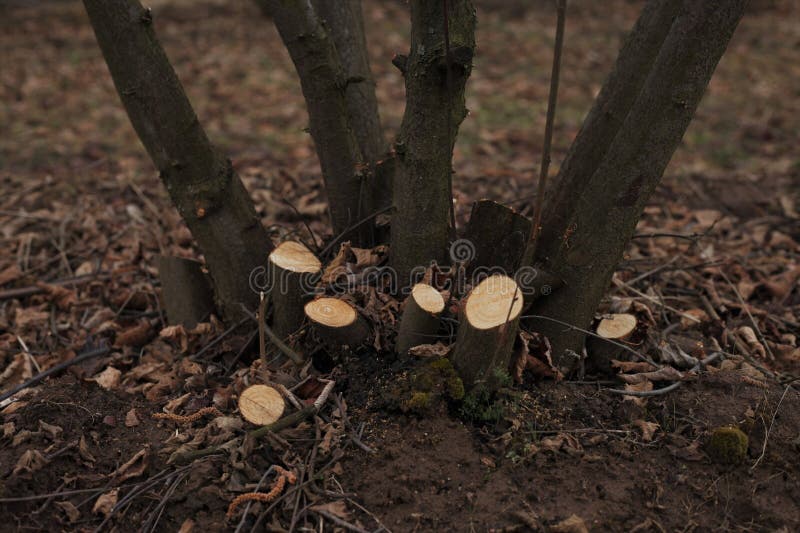 Thin Wood Growing from the Same Node Stock Image - Image of wood ...