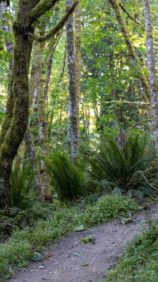 Thin Worn Dirt Path through Thick Forest Stock Photo - Image of moss ...