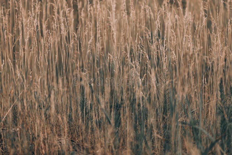 Thin Yellow Stalks of Dried Yellow Grass in the Meadow Stock Photo ...