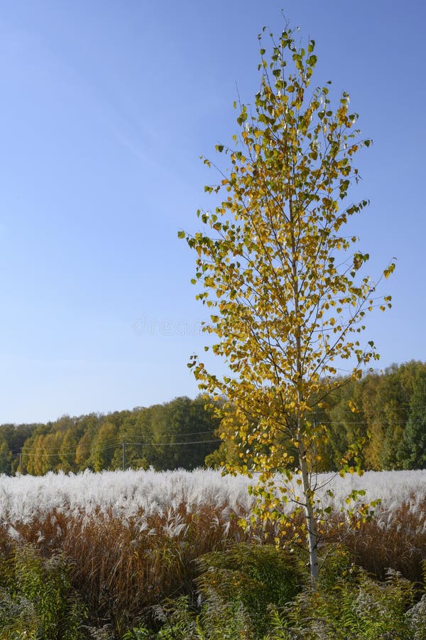 A Thin Young Birch Tree in Front of a Field of Miscanthus with White ...