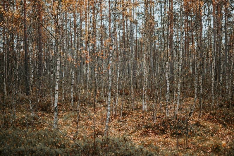 Thin Young Birch Trees Growing Forest Stock Photos - Free & Royalty ...