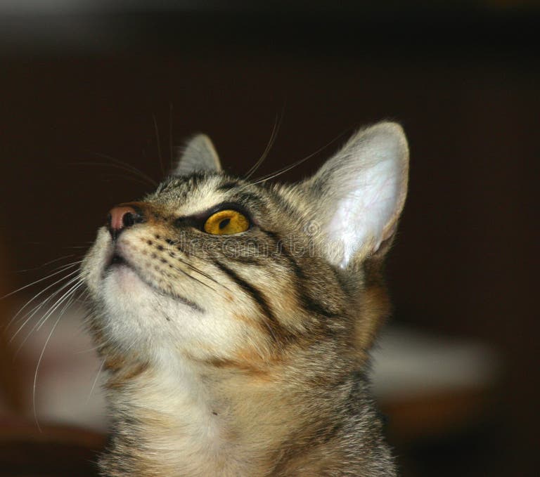 Things are Looking Up stock image. Image of eyes, playful - 138643